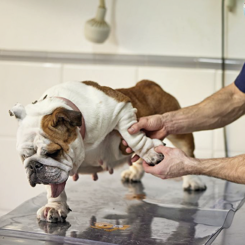 Tout savoir sur l'Artro Support – Animal Service